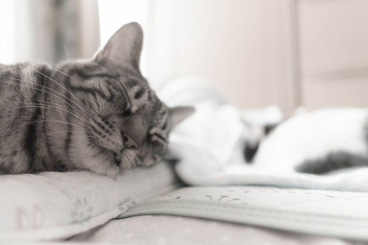 ¨次女¨395 /我が家の家族になる | GANREF