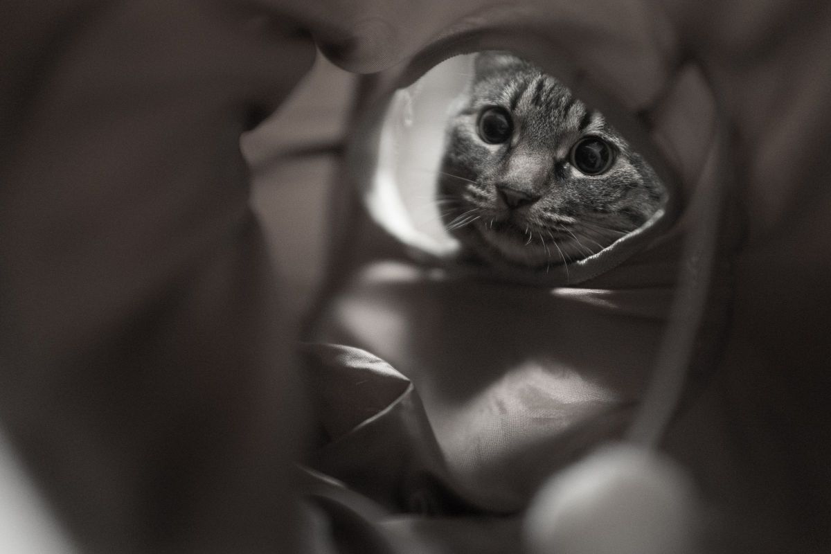 ¨ 次女¨298/我が家の家族になる | GANREF