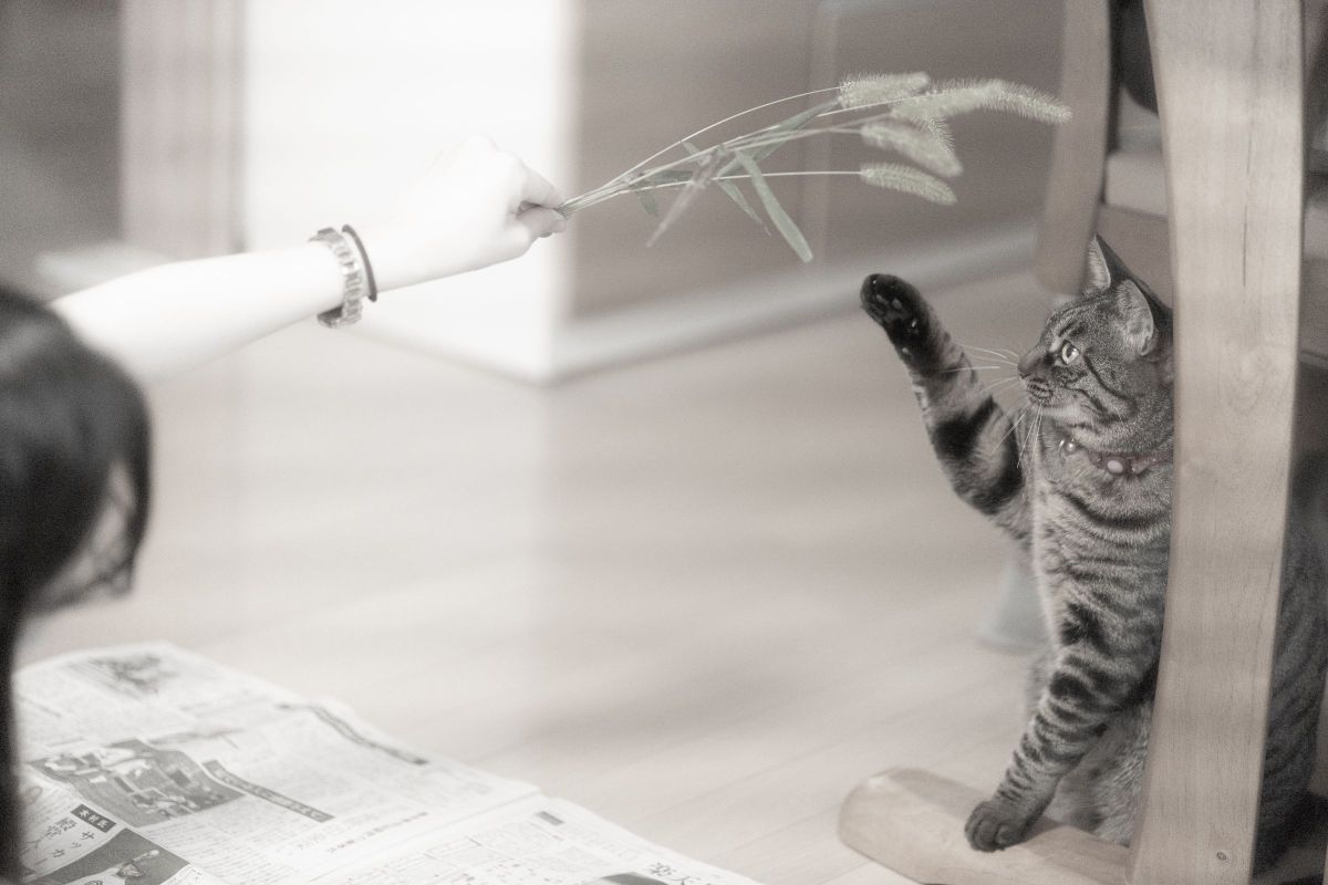 長女との戯れ2020④ ¨次女¨358 /我が家の家族になる | GANREF