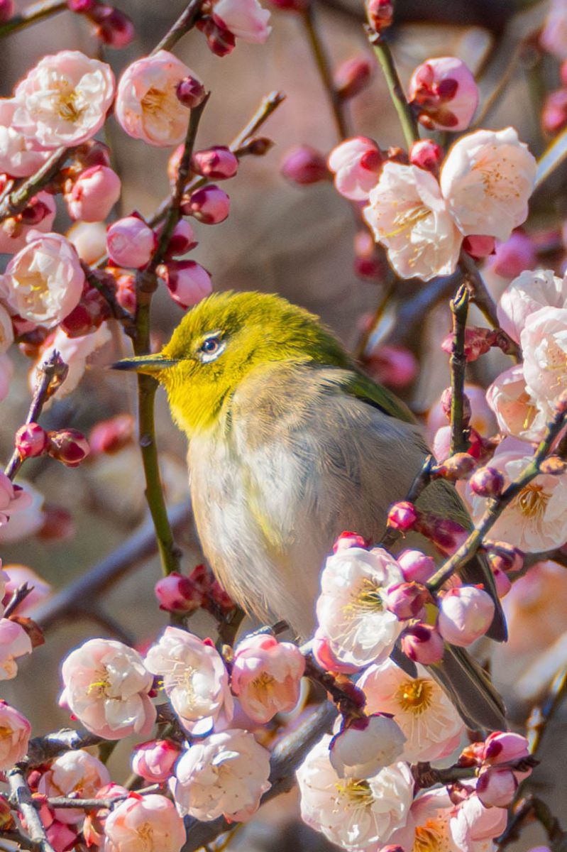 イケメン | GANREF