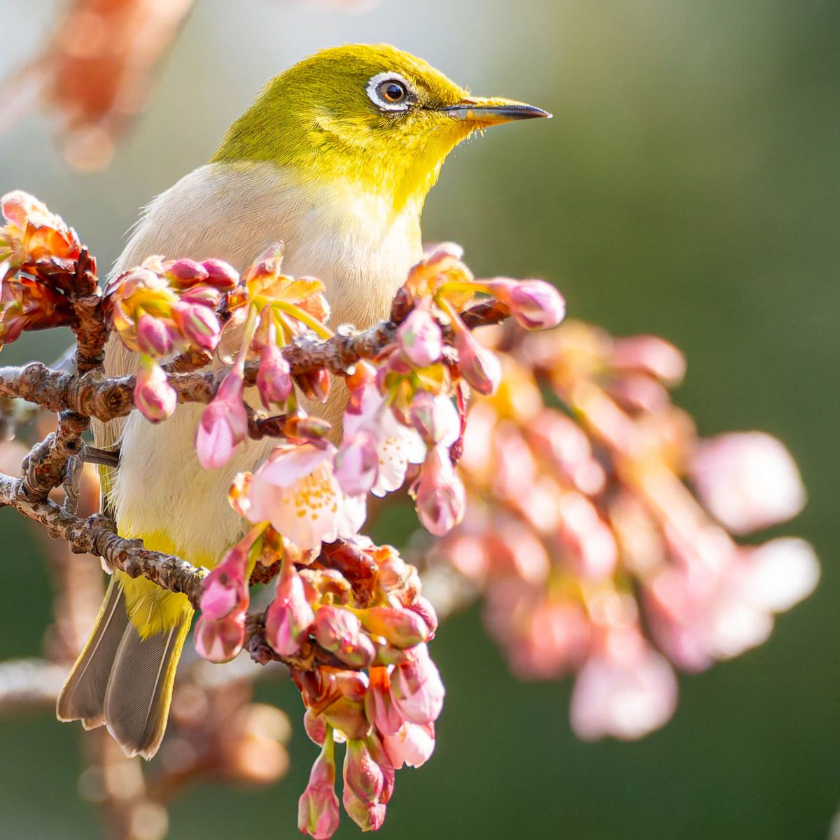 春が近づく | GANREF