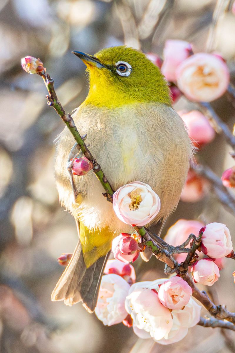 ウメジロー2025 | GANREF