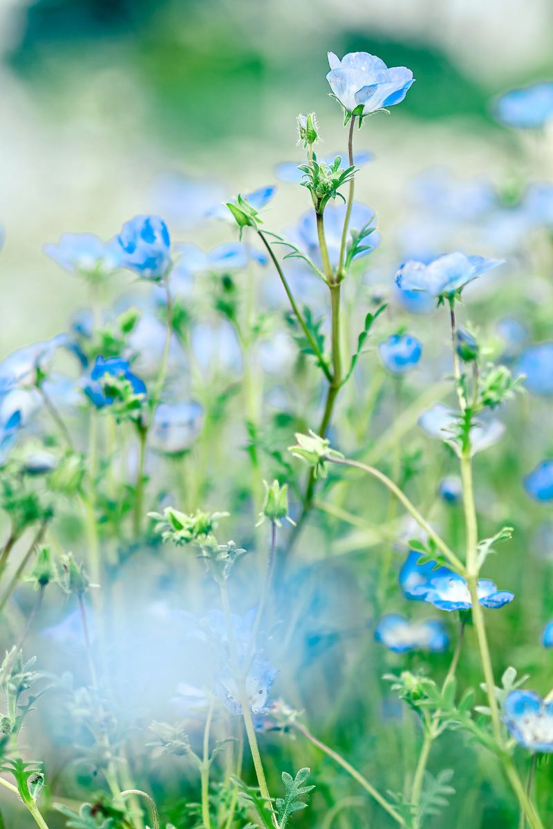 アオイネモフィラ | GANREF