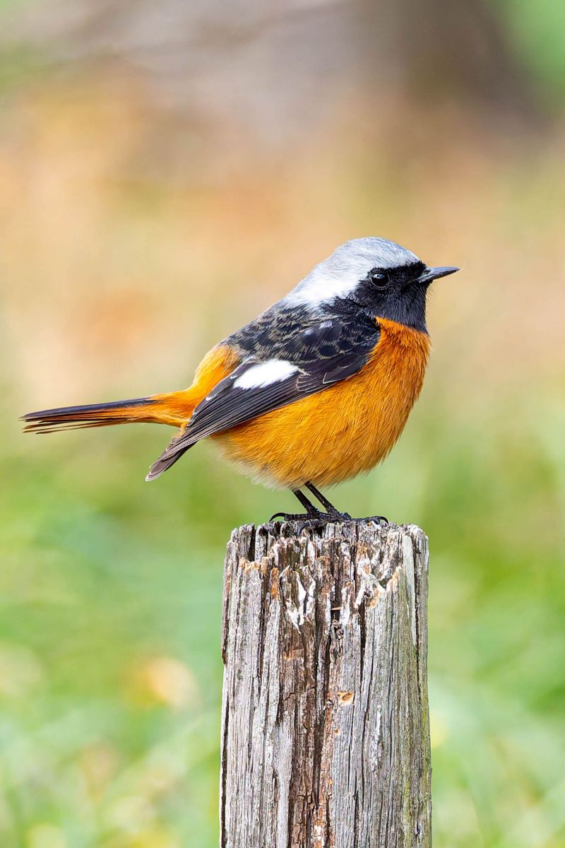 まるいとり | GANREF