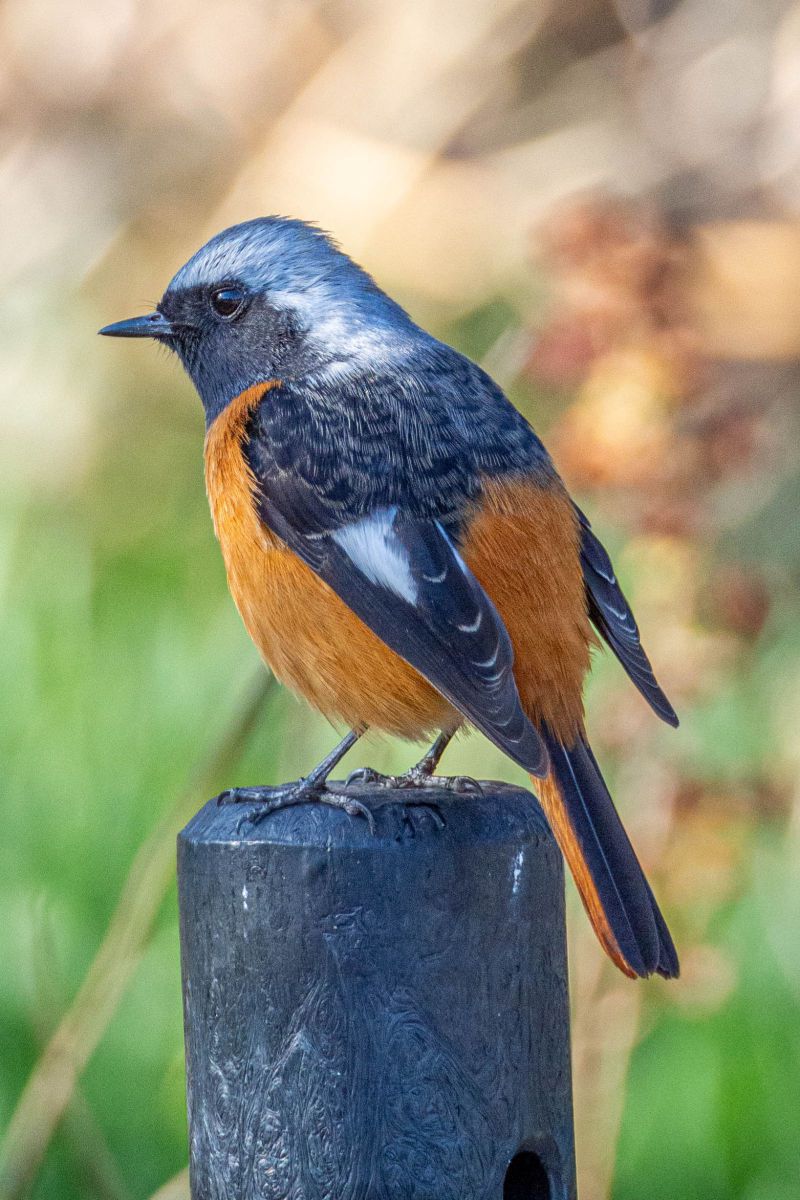 ジョビたん | GANREF