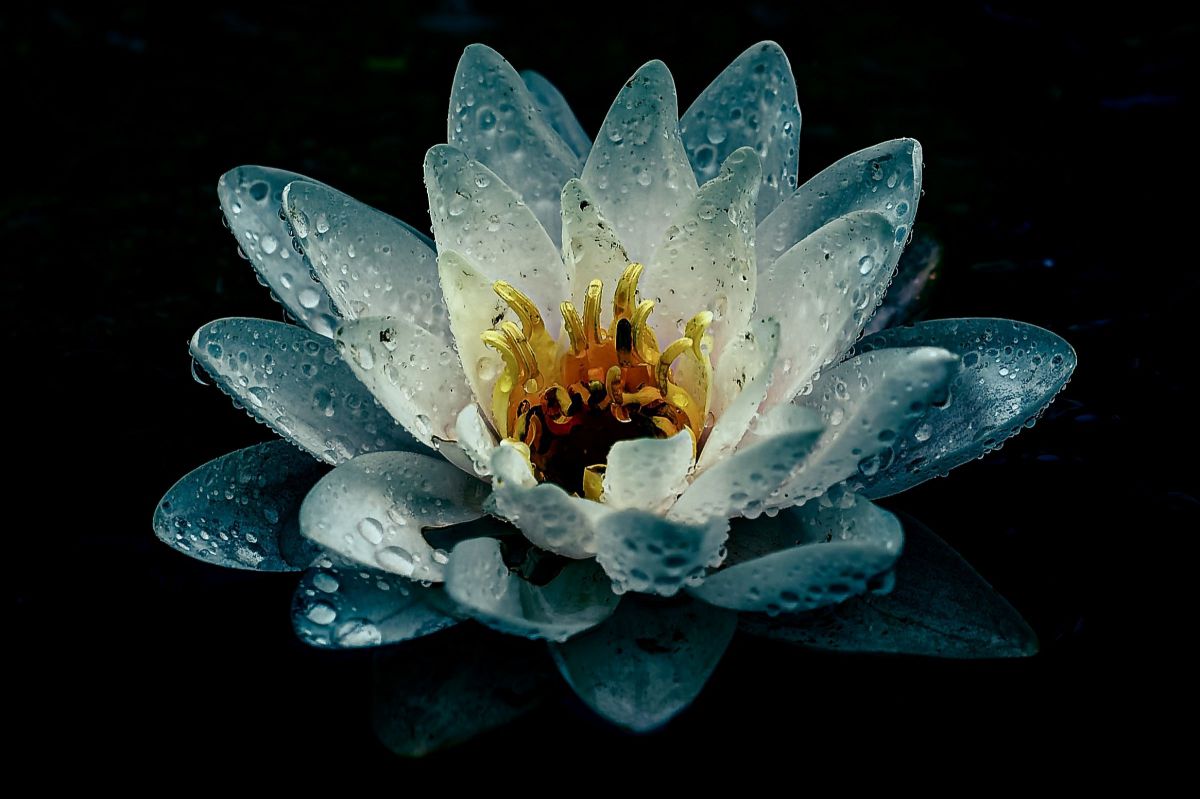 冷たい雨 | GANREF