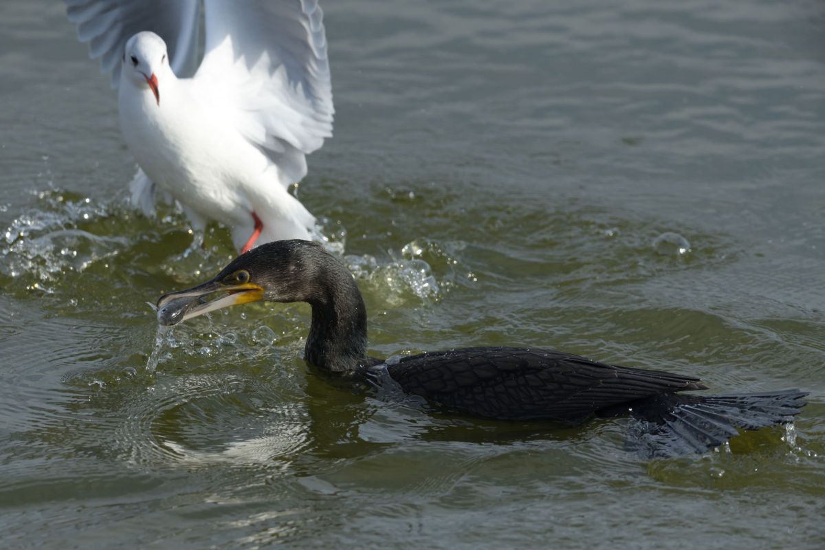 狙う DSC_6659 | GANREF