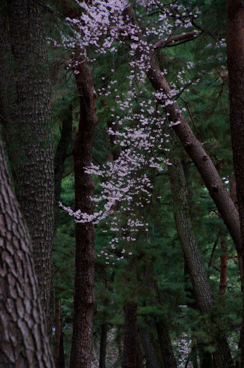 静かに咲く | GANREF