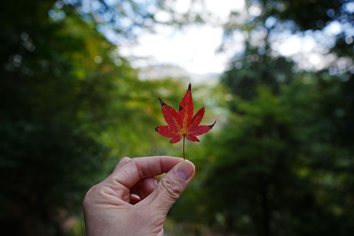 どこから来たの？ | GANREF