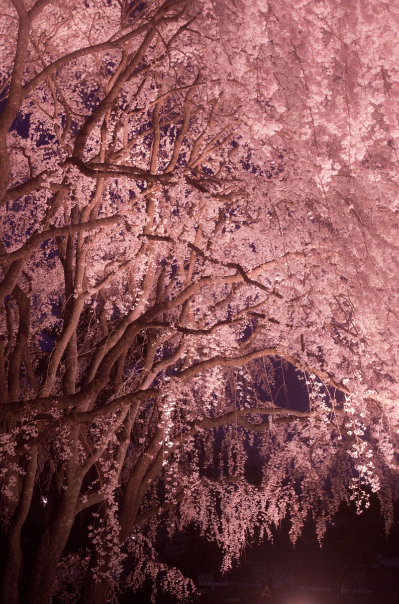 枝垂れ桜（夜） | GANREF