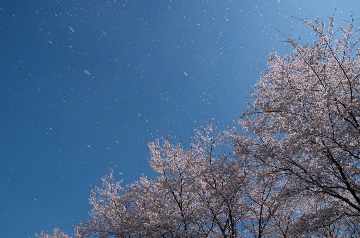 春のシャワー | GANREF