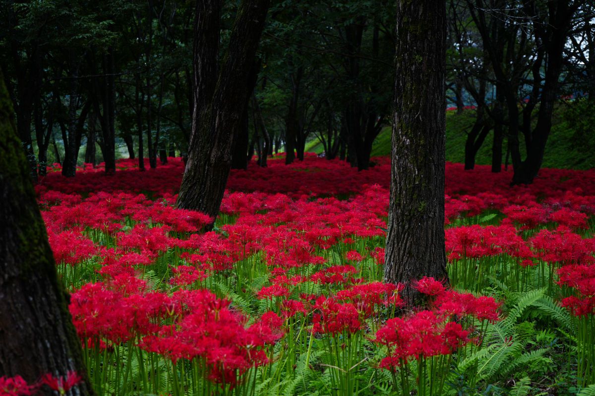 とある場所にて | GANREF