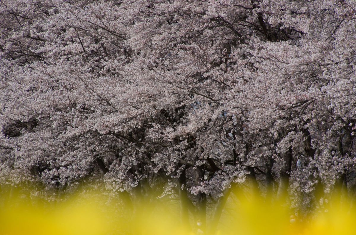 春の向こうに春 | GANREF