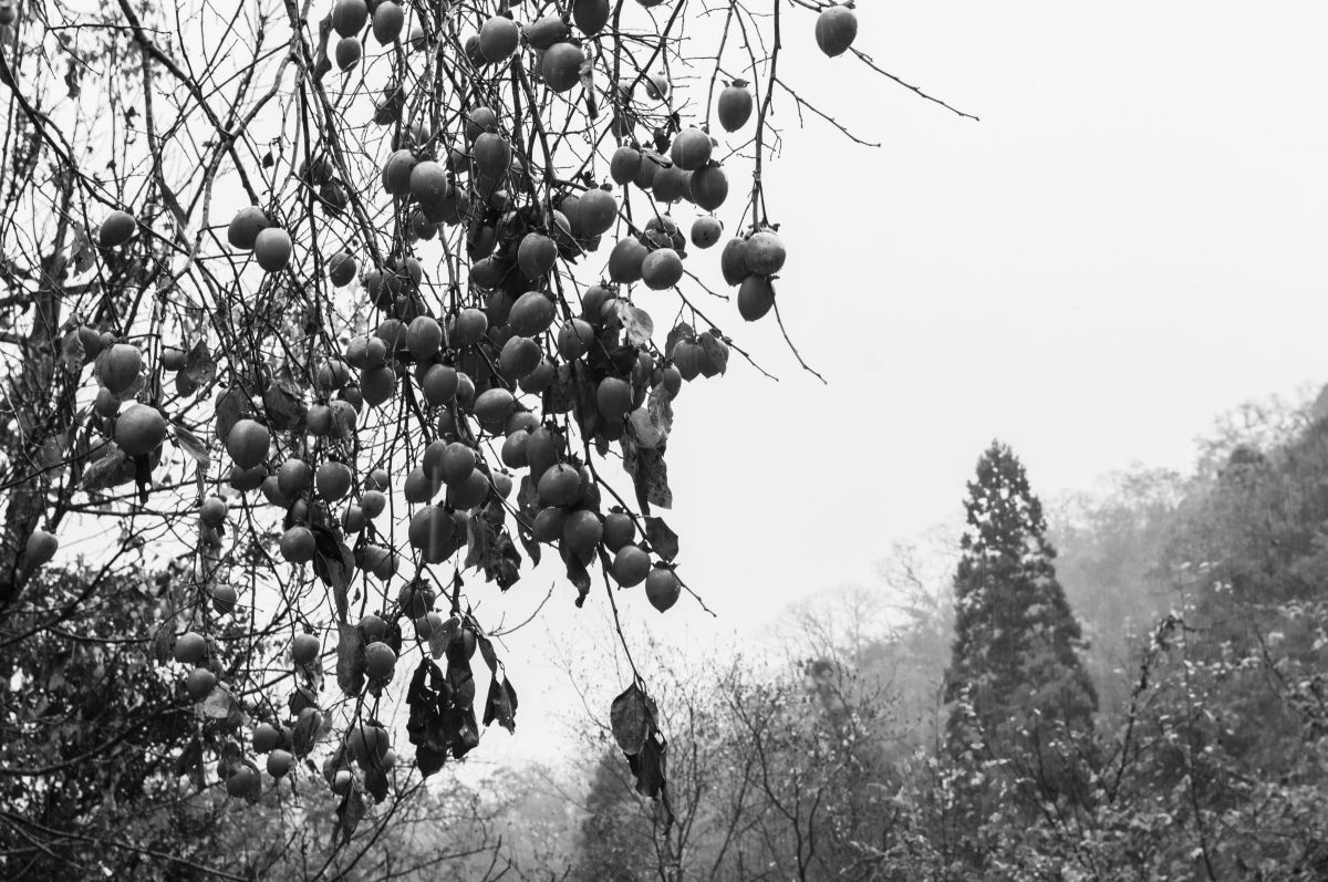 get back ② | GANREF