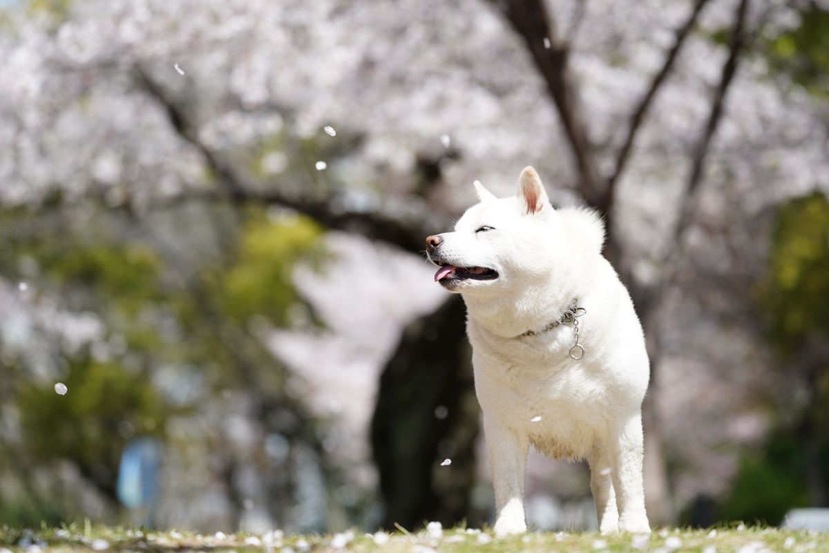 2020 惜春！ By蘭丸(^^♪ | GANREF