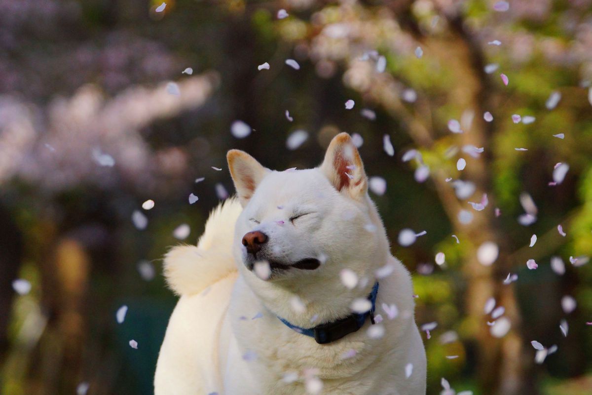 2018 春に降る雪！ By蘭丸(^^♪ | GANREF