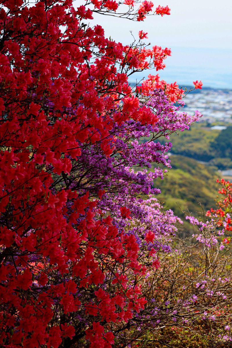 ツツジ山から見た景色 | GANREF