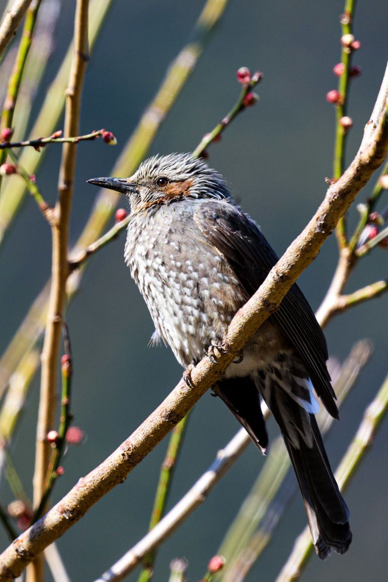 ヒヨドリ | GANREF