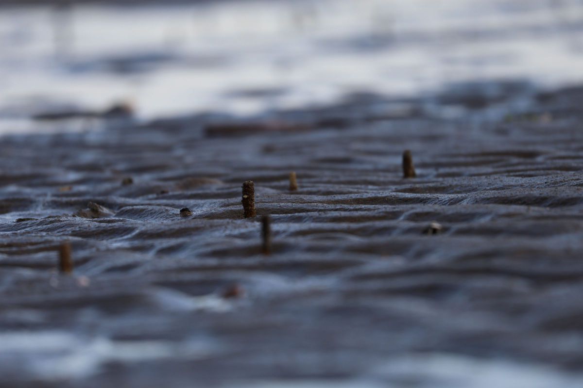 マテ貝取り放題 | GANREF