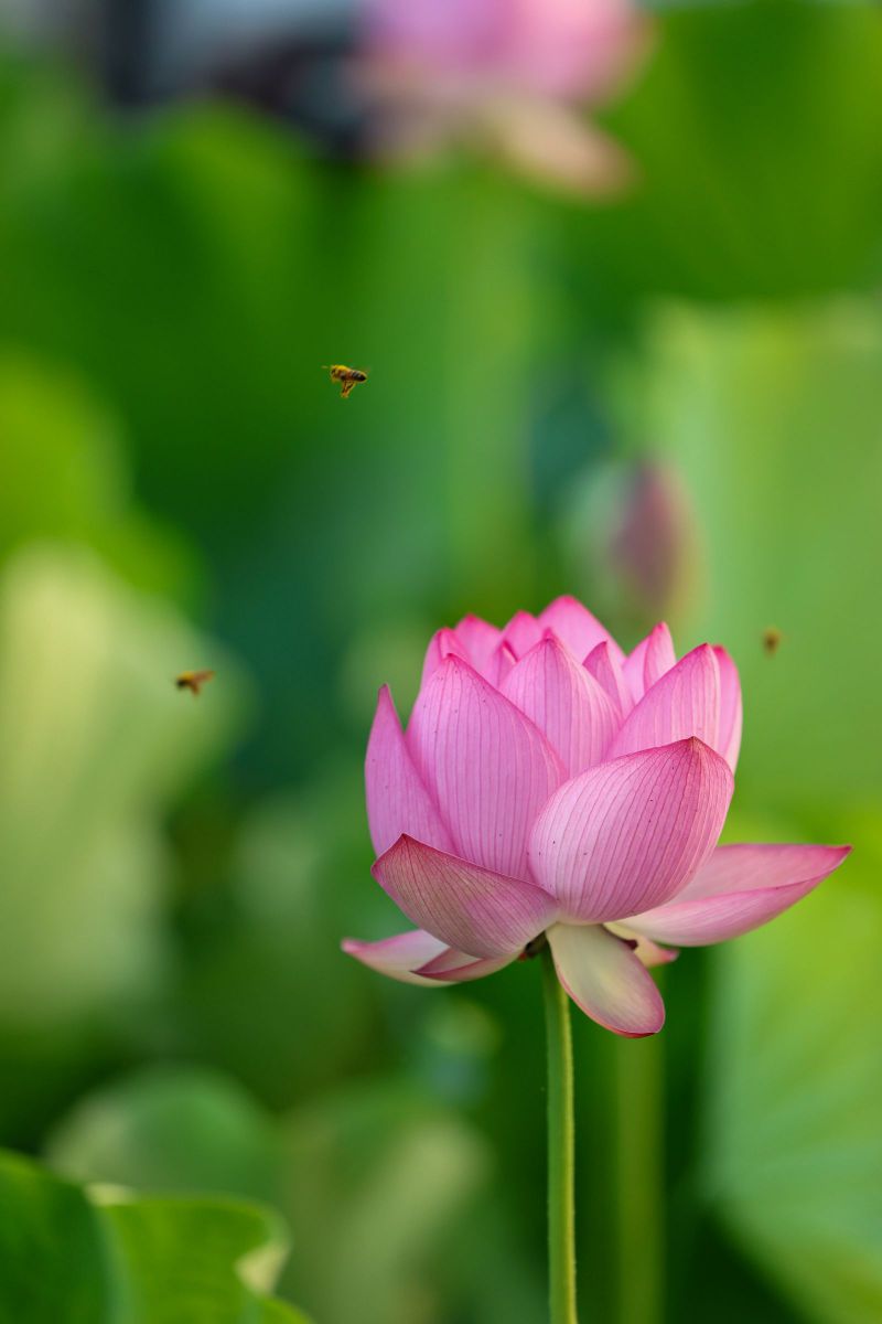 蓮取りゲーム | GANREF