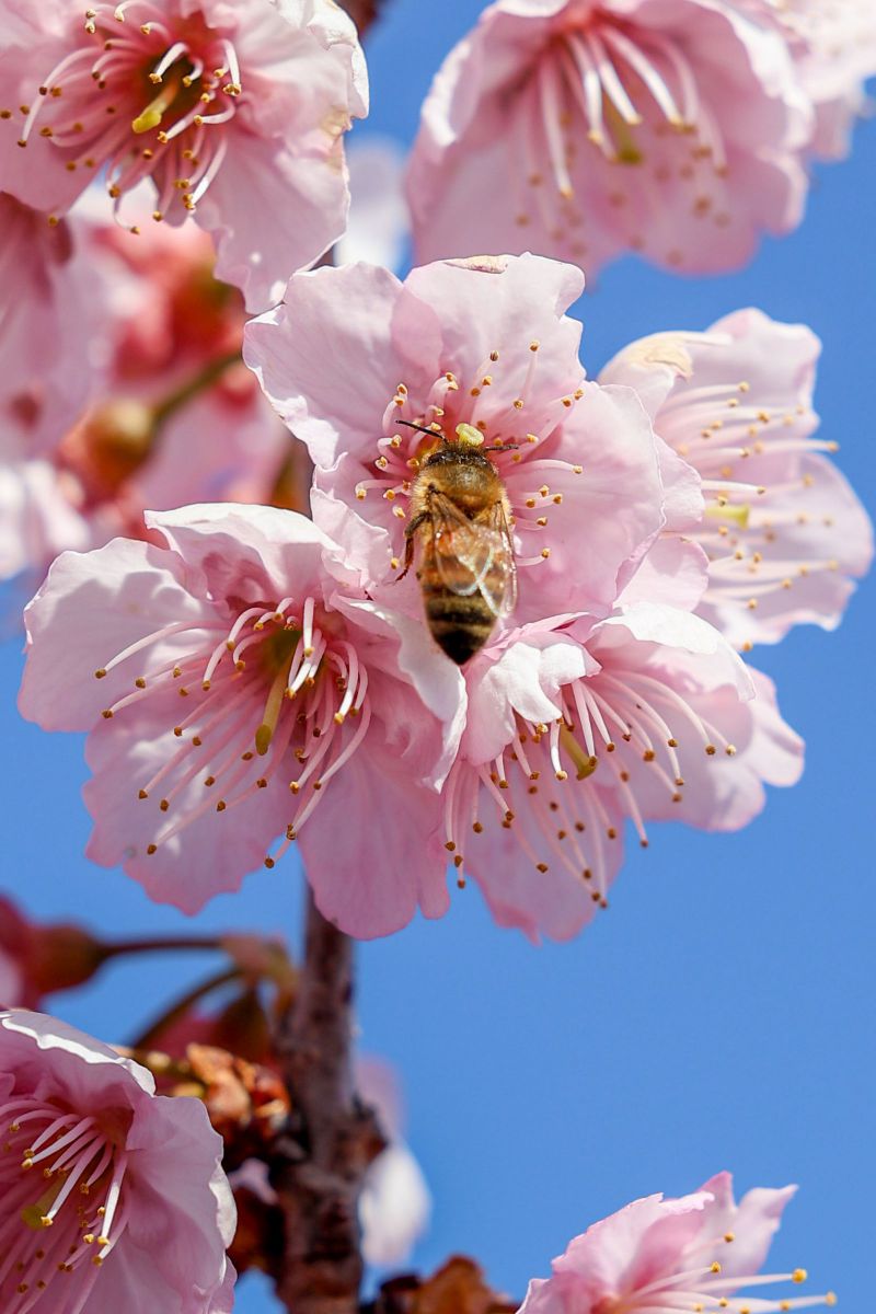 春の来客 | GANREF