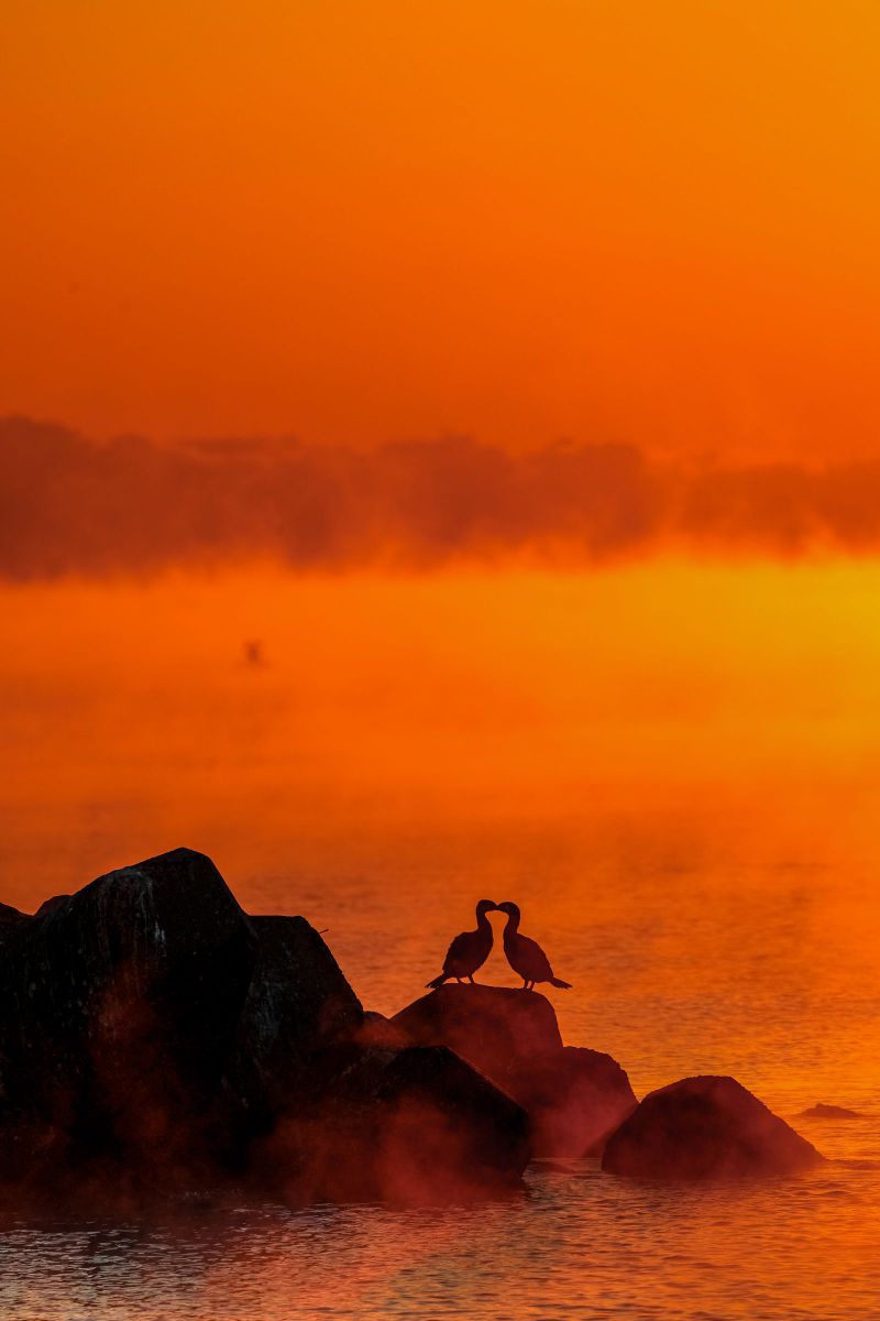 バレンタインキッス | GANREF