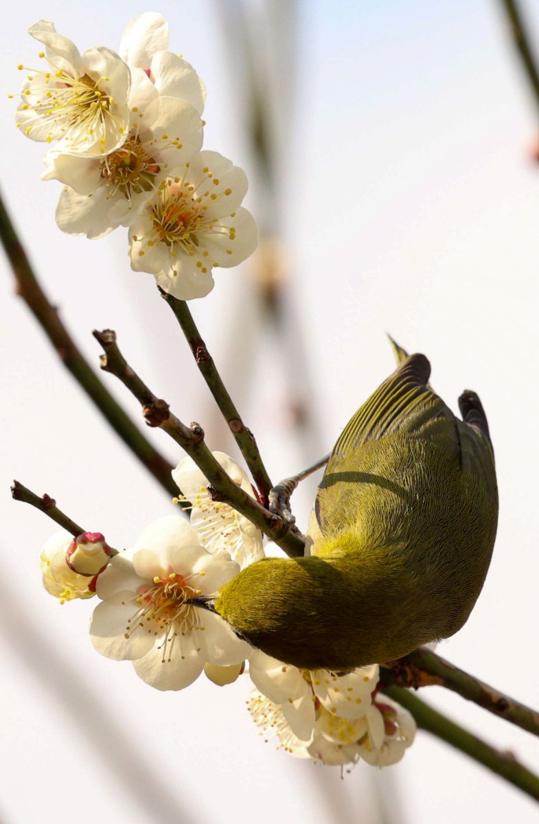 背後から | GANREF