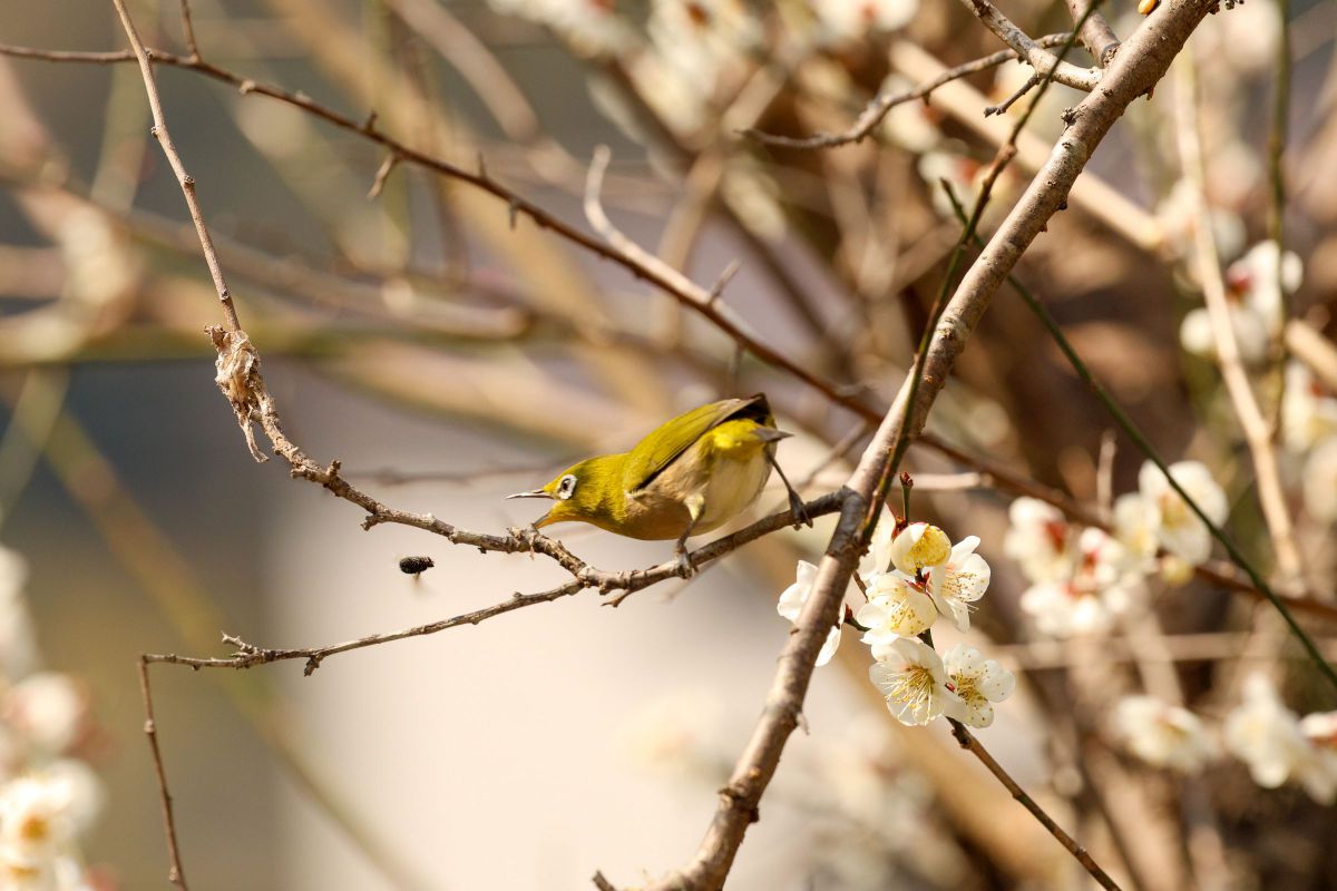 弱肉強食 | GANREF