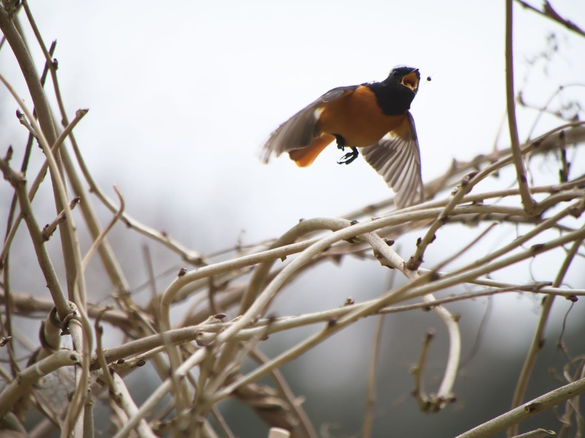 Flying catch | GANREF