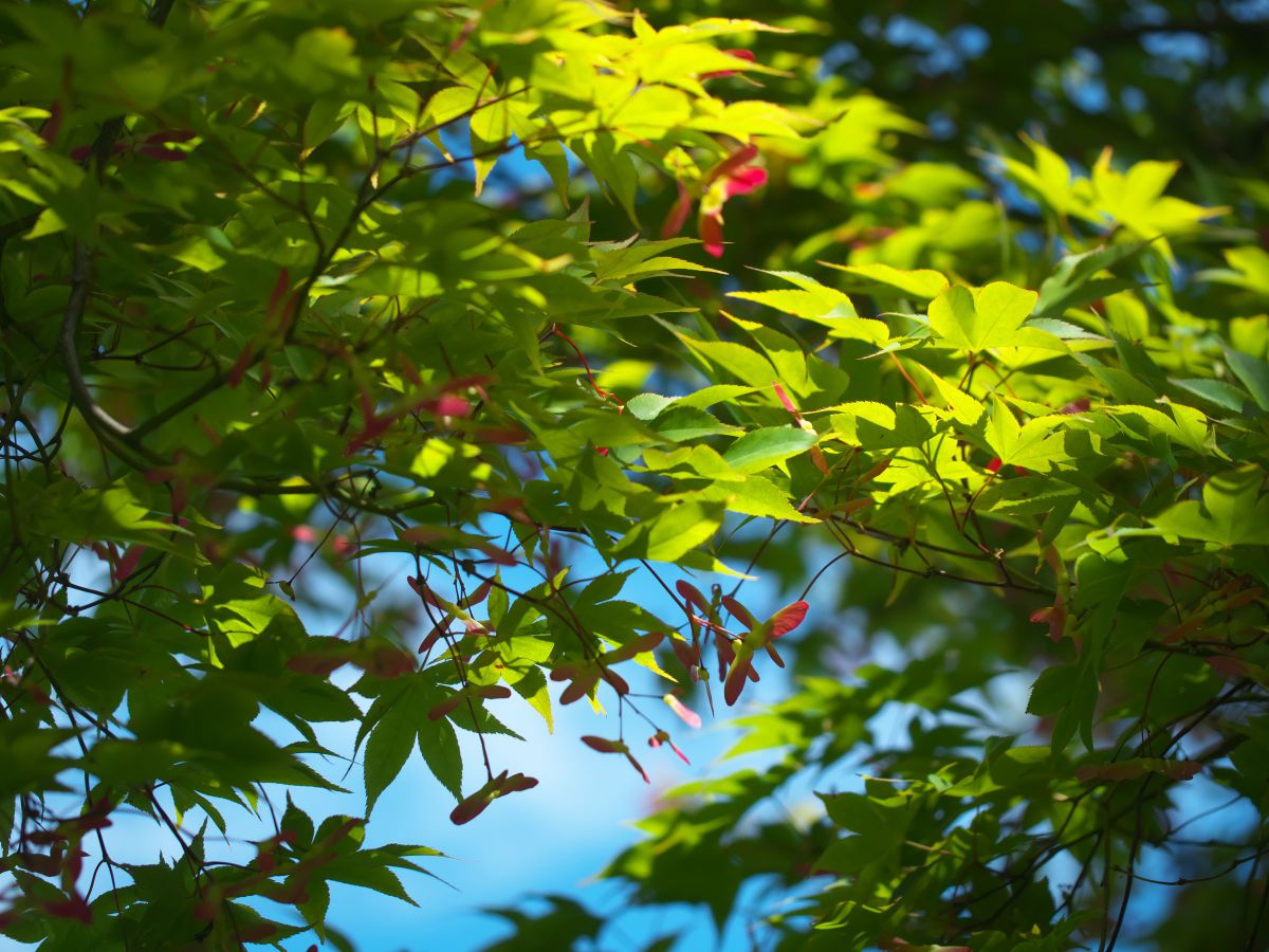 木漏れ陽 （PC RAW現像） | GANREF