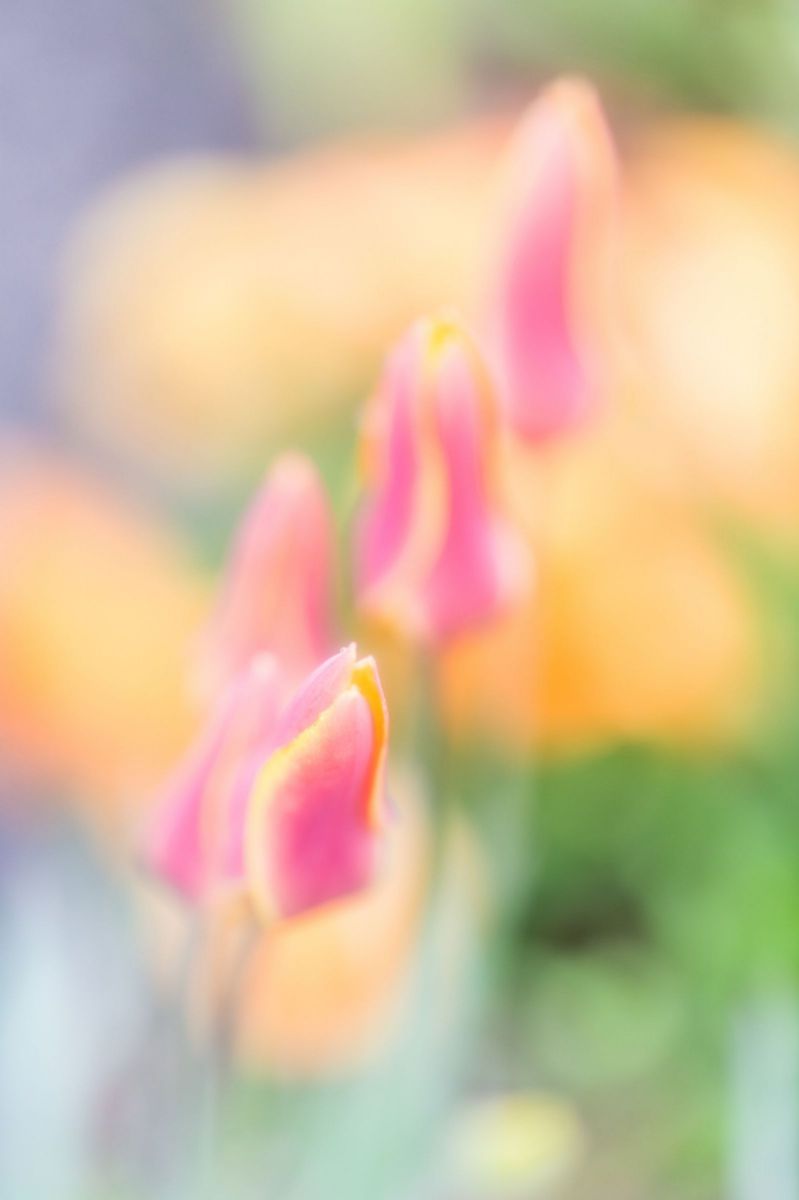 Spring Color | GANREF