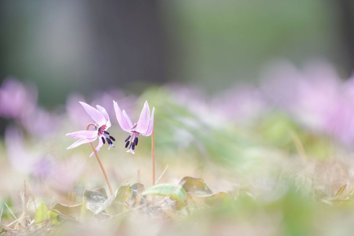 Spring breeze | GANREF