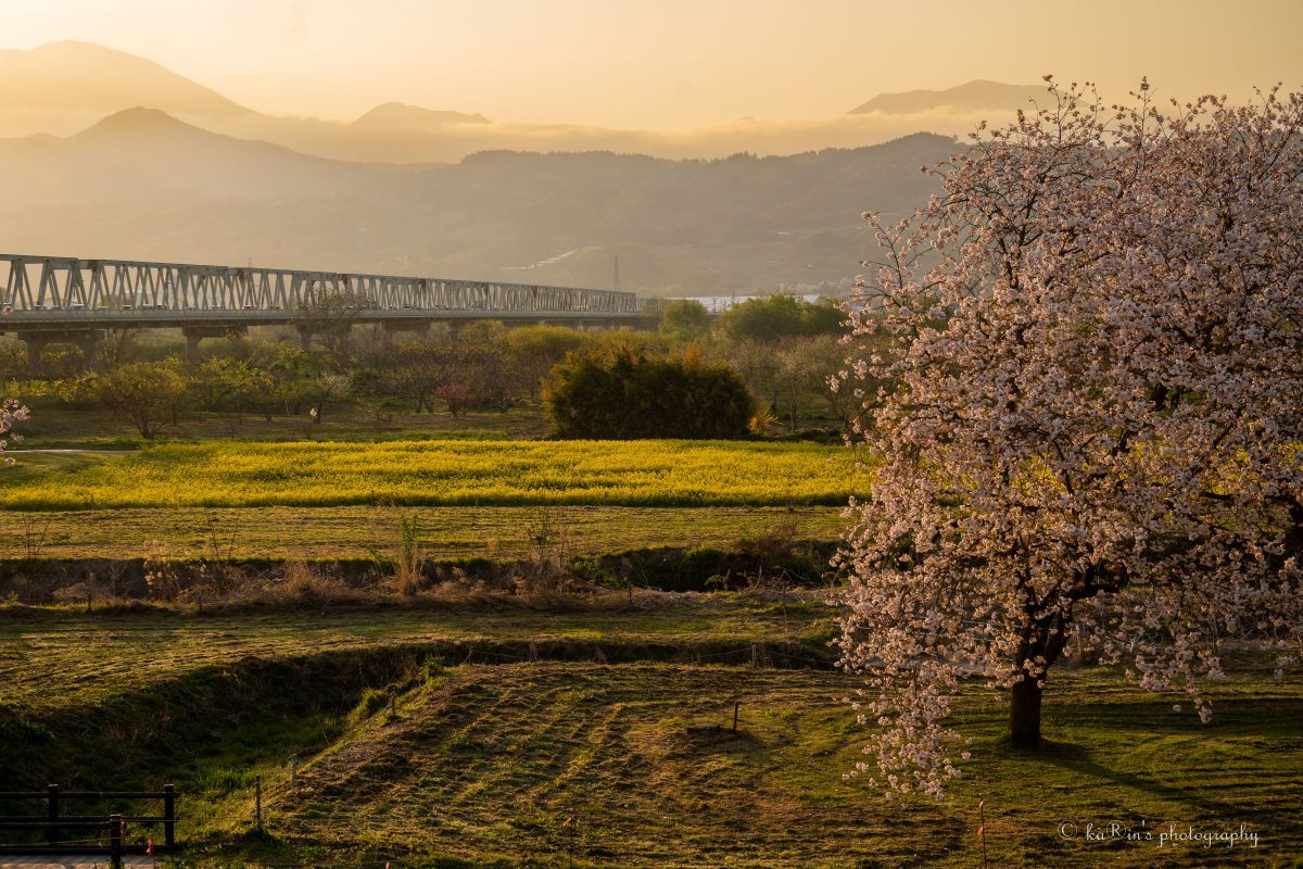 夕暮れ桜 | GANREF
