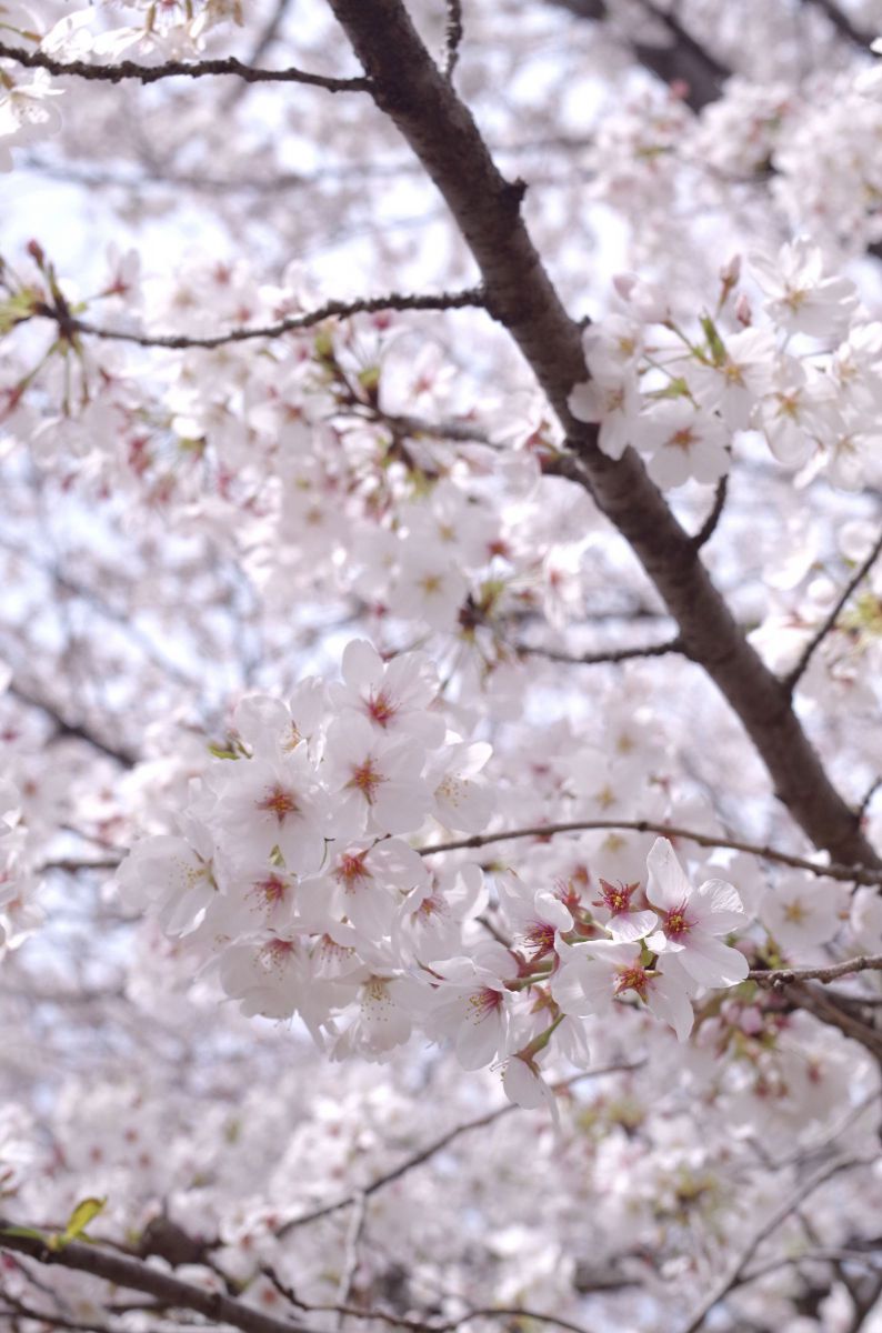 sakura_2404 | GANREF