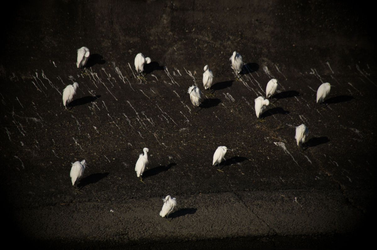 flock in the black』 | GANREF