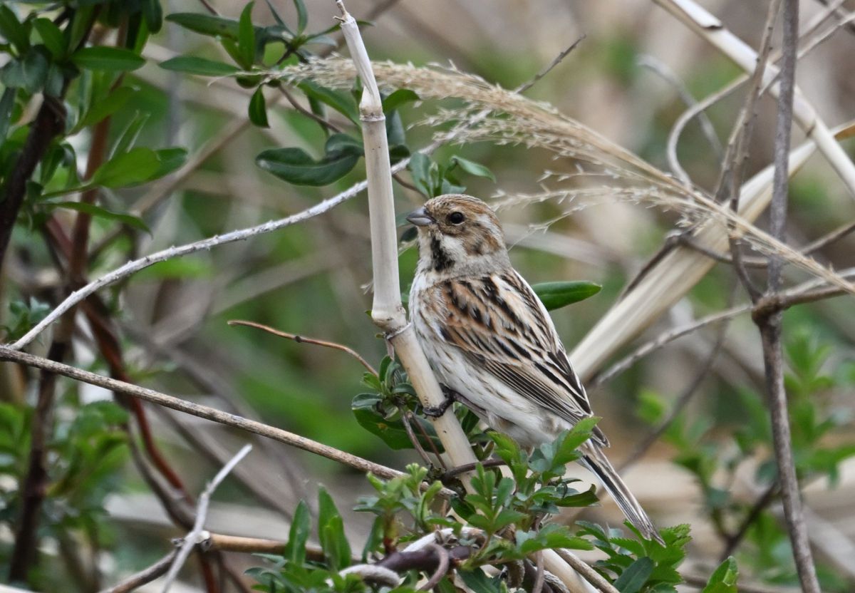 OH!jジュリン | GANREF