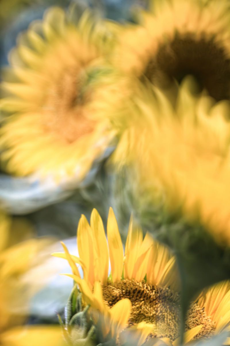 Blend together | GANREF