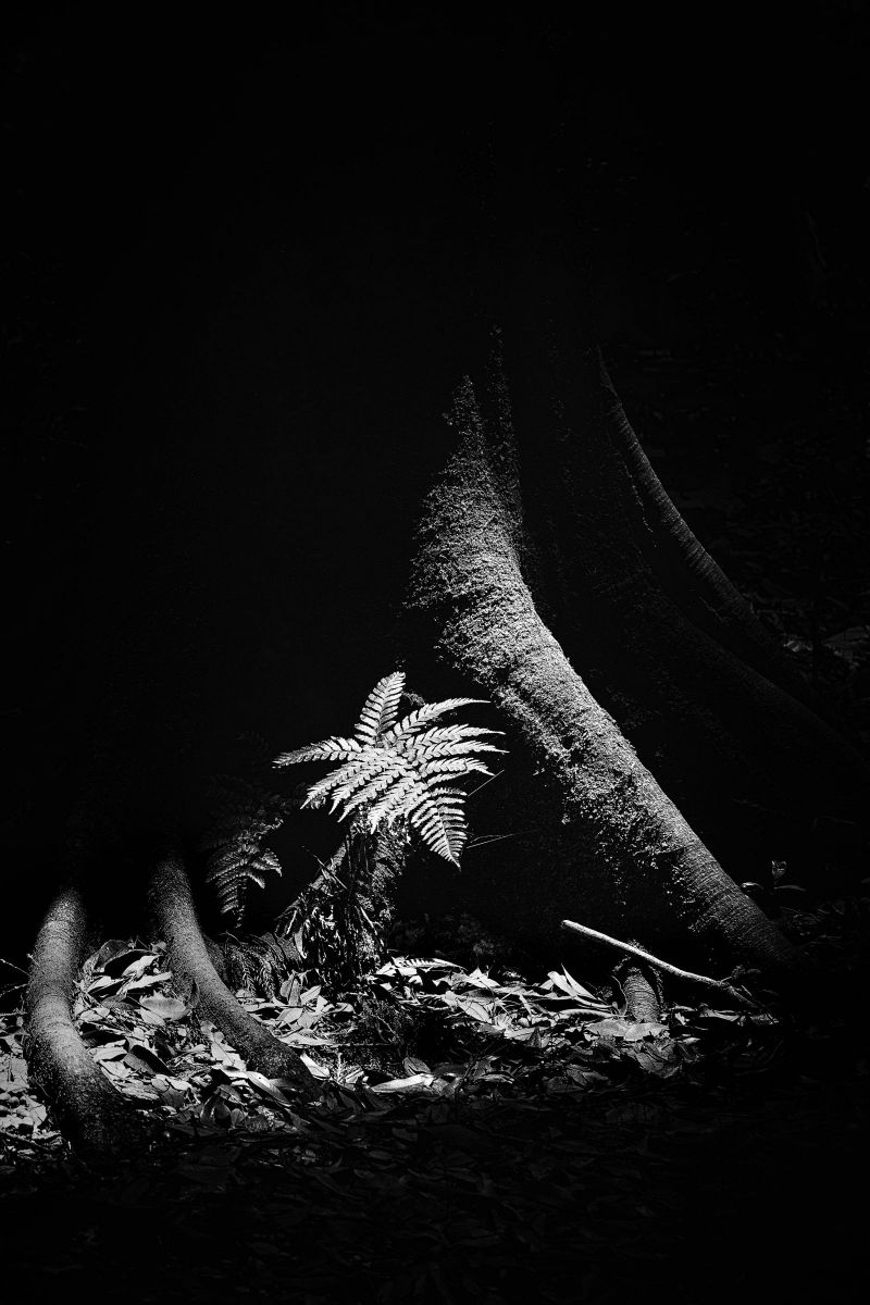 paint it black | GANREF