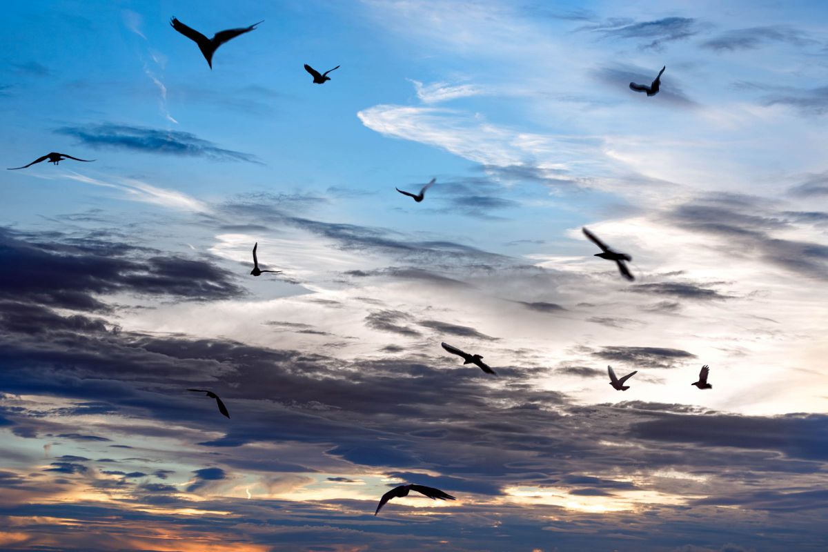 Black wings | GANREF