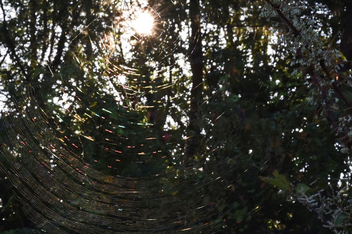 ring pattern | GANREF