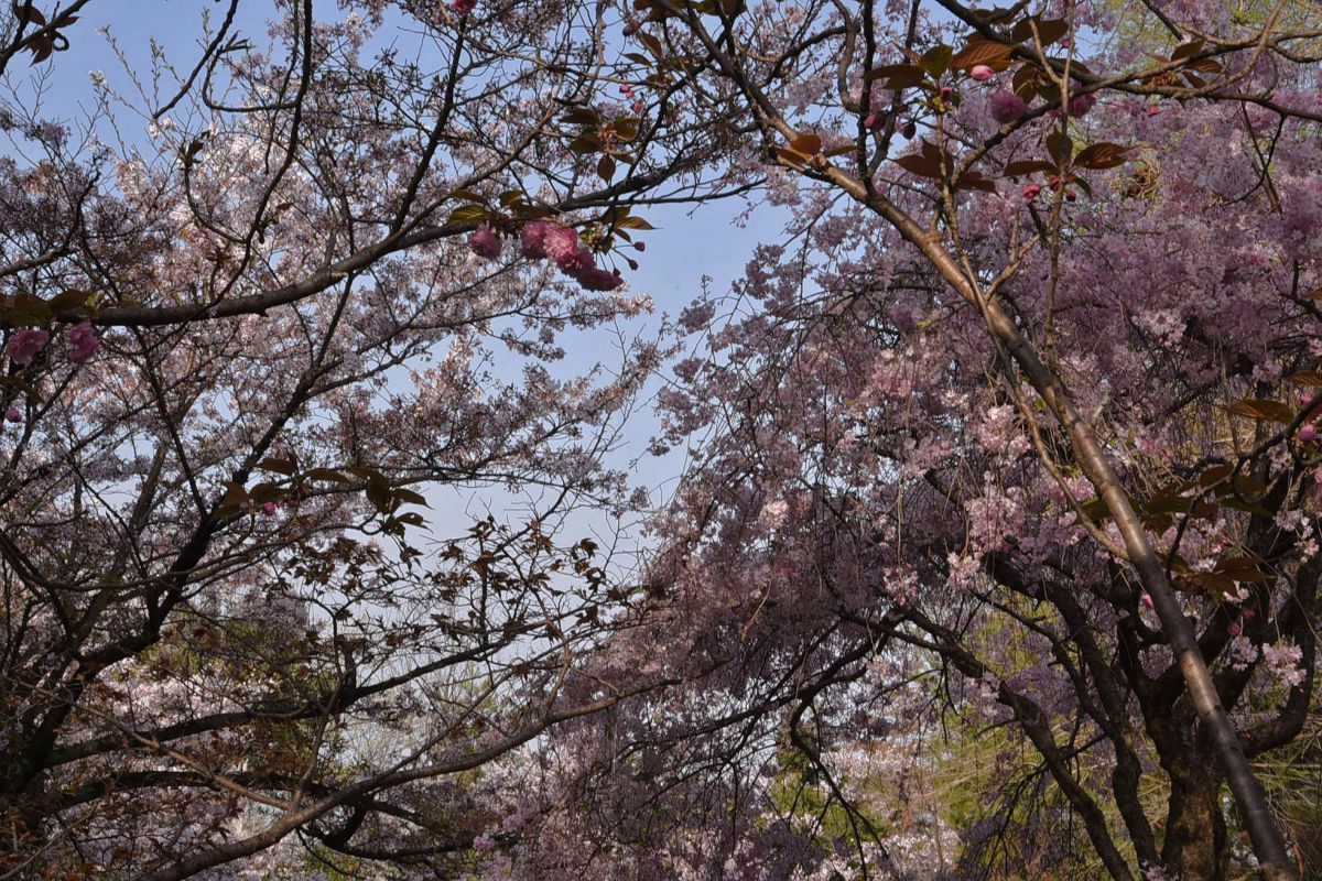 三種類の桜の花、春を baton touch | GANREF
