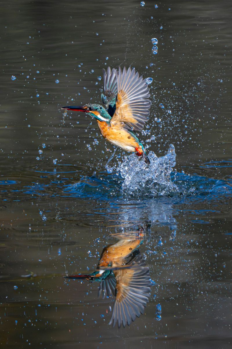 カワセミリフレ | GANREF