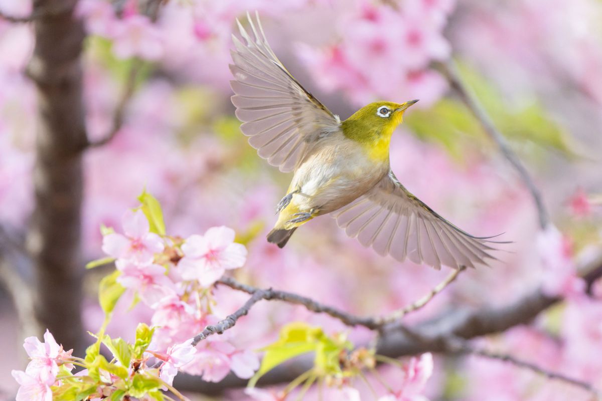 桃色の空 | GANREF