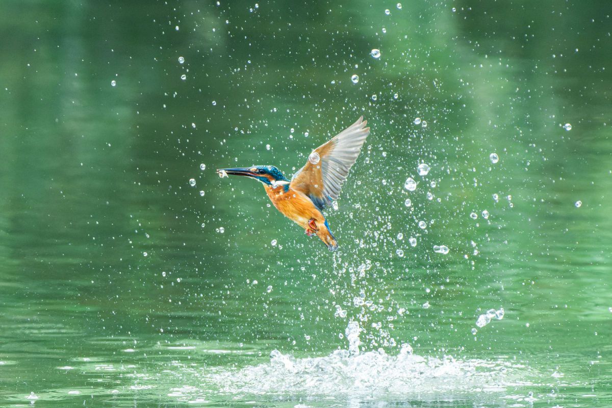 ちいさいおさかな | GANREF