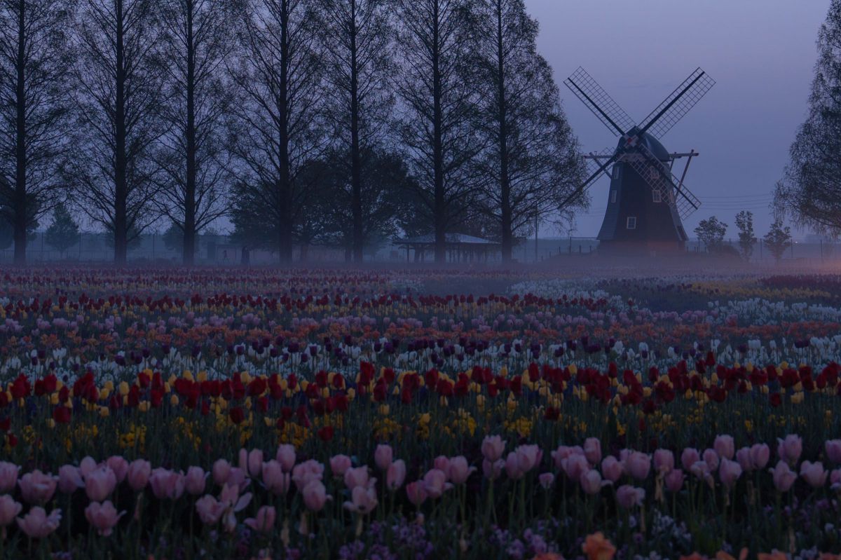 明け方の風車 | GANREF