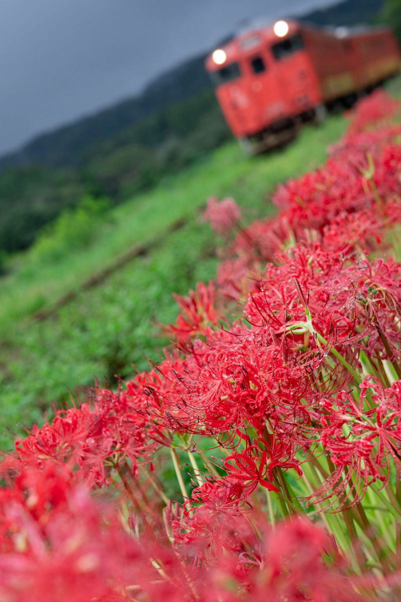 雨上がりの赤 | GANREF