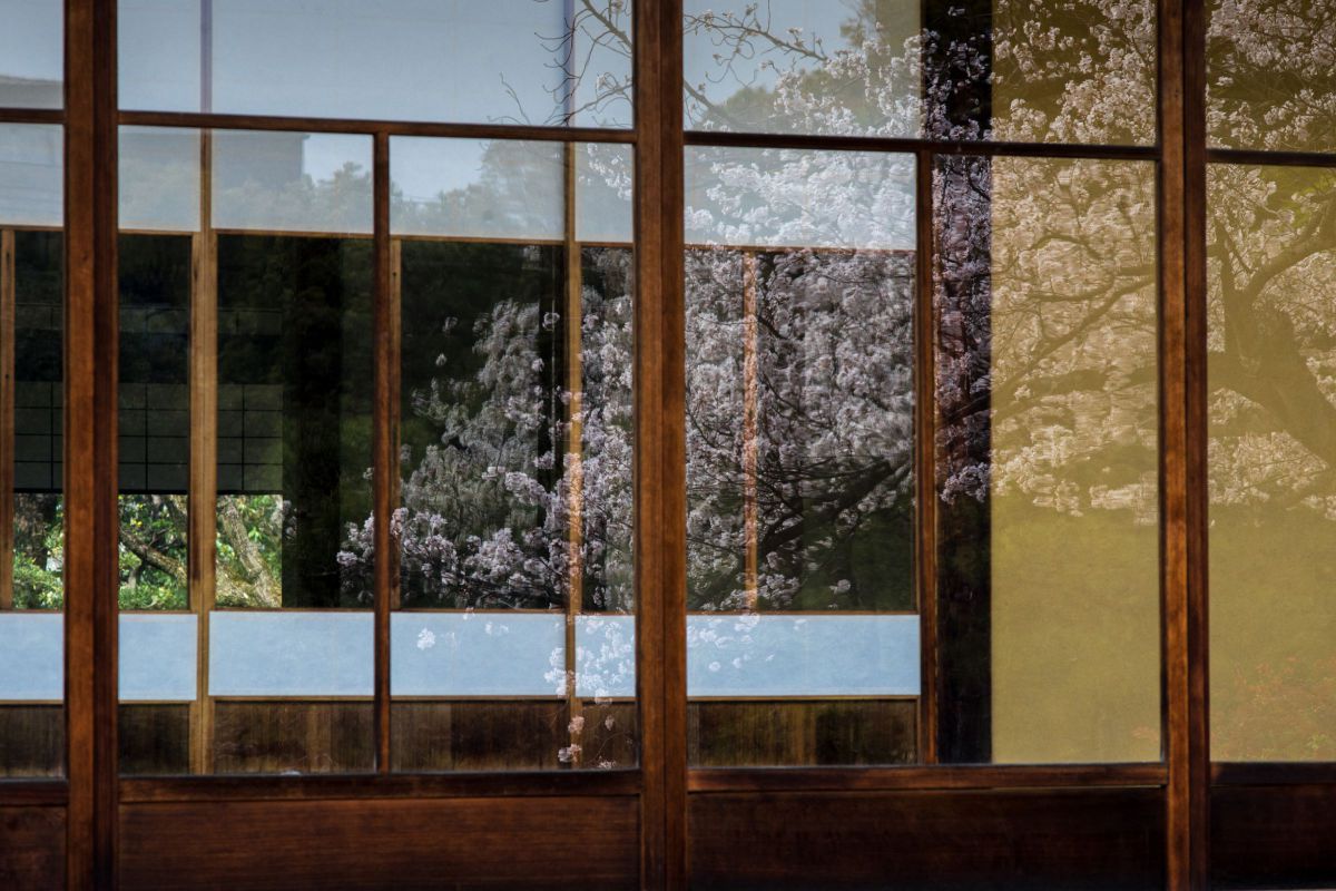 窓と桜 | GANREF