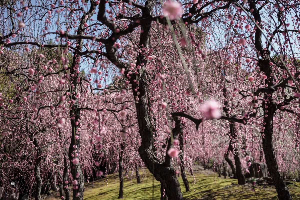 しだれ梅満開 | GANREF