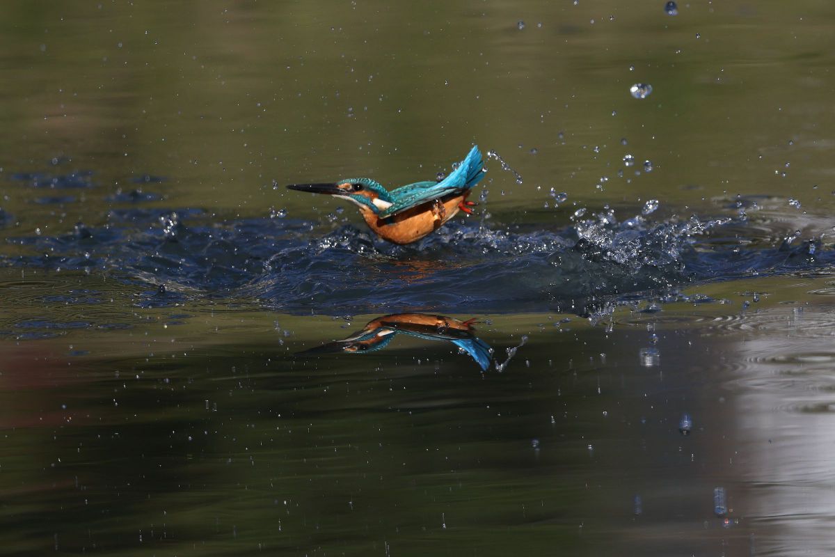 Vertical symmetry | GANREF