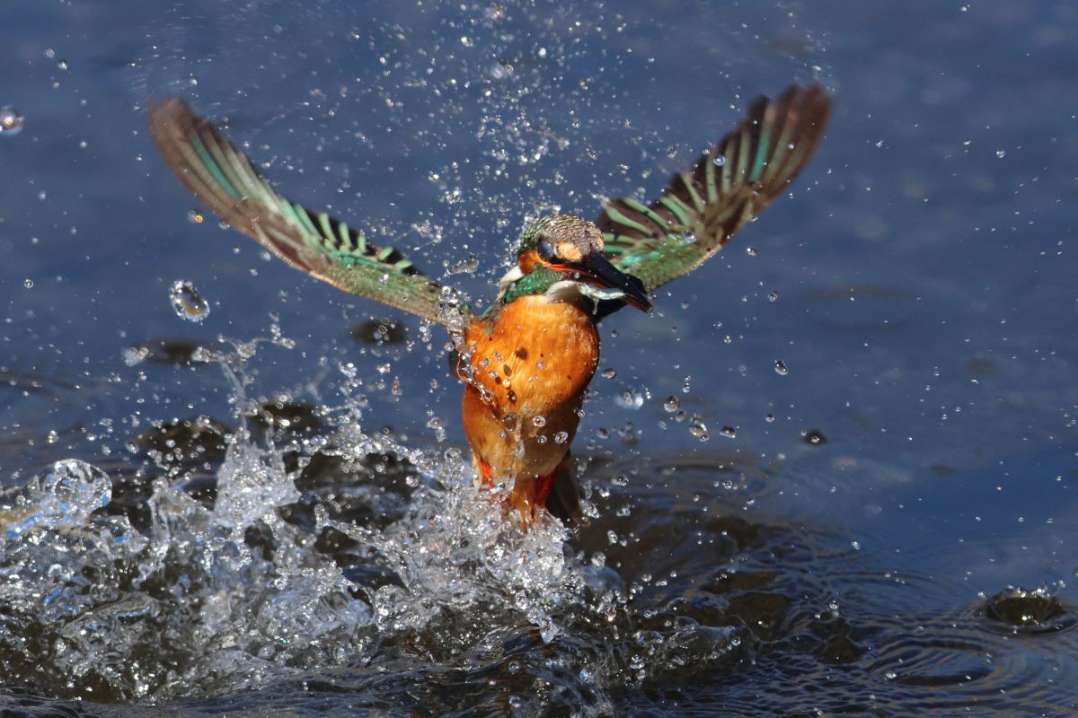 GET＆GO！ | GANREF